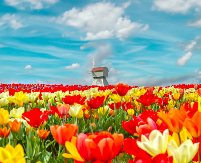 Tulip Garden Warwickshire