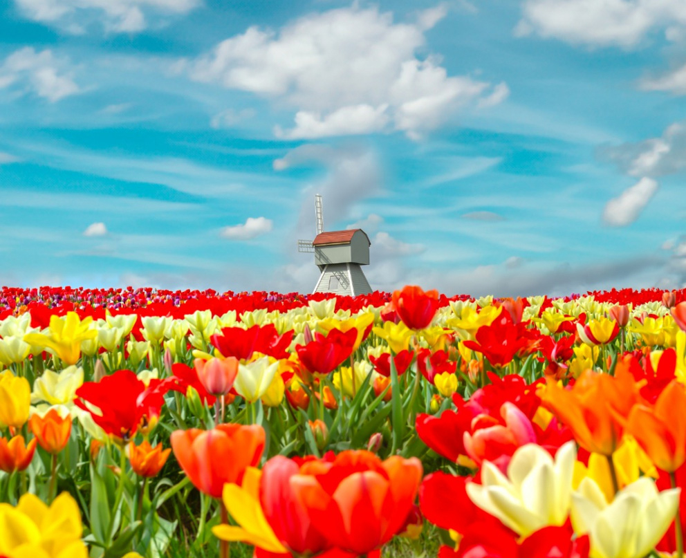 Tulip Garden Warwickshire